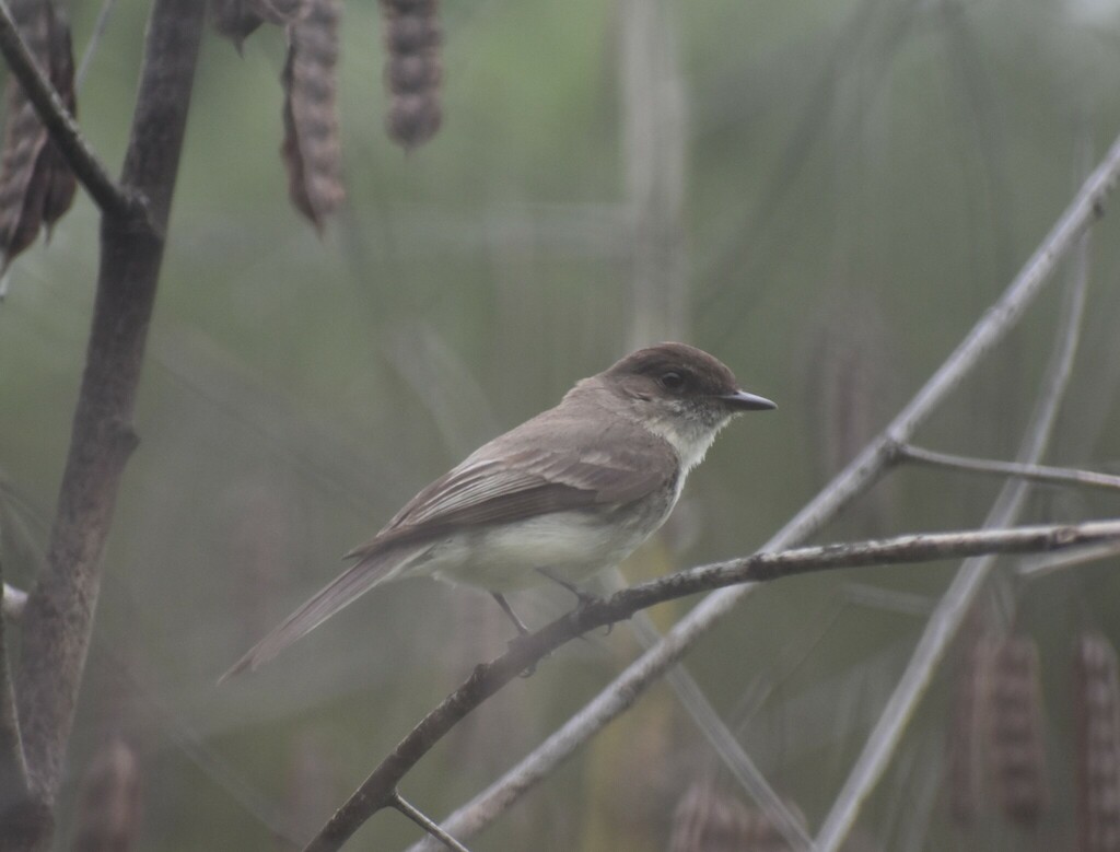 Eastern Phoebe from Comal County, TX, USA on May 20, 2023 at 10:54 AM ...