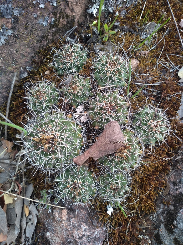 Coryphantha clavata from Xichú, MX-GJ, MX on May 20, 2023 at 10:28 AM ...