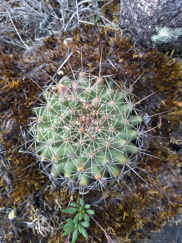 Coryphantha clavata from Xichú, MX-GJ, MX on May 20, 2023 at 11:12 AM ...