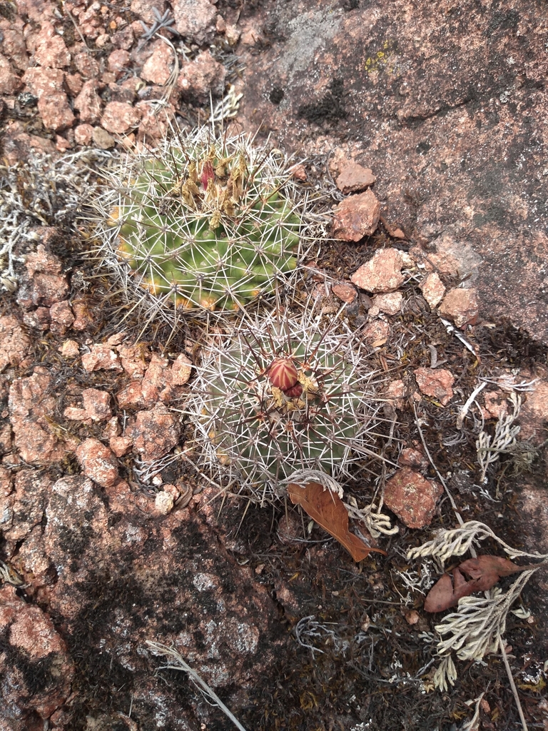 Coryphantha clavata clavata from Xichú, MX-GJ, MX on May 20, 2023 at 11 ...