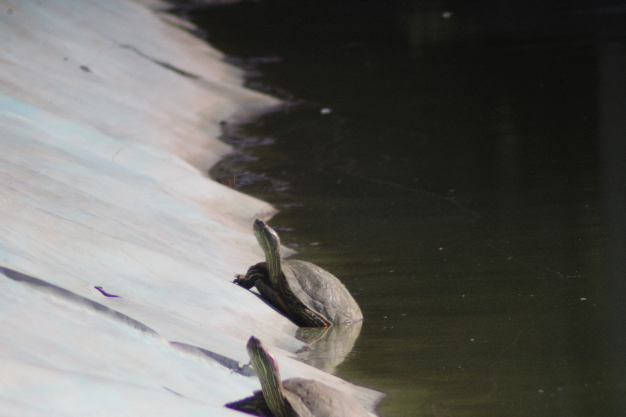 Trachemys gaigeae (Hartweg, 1939)