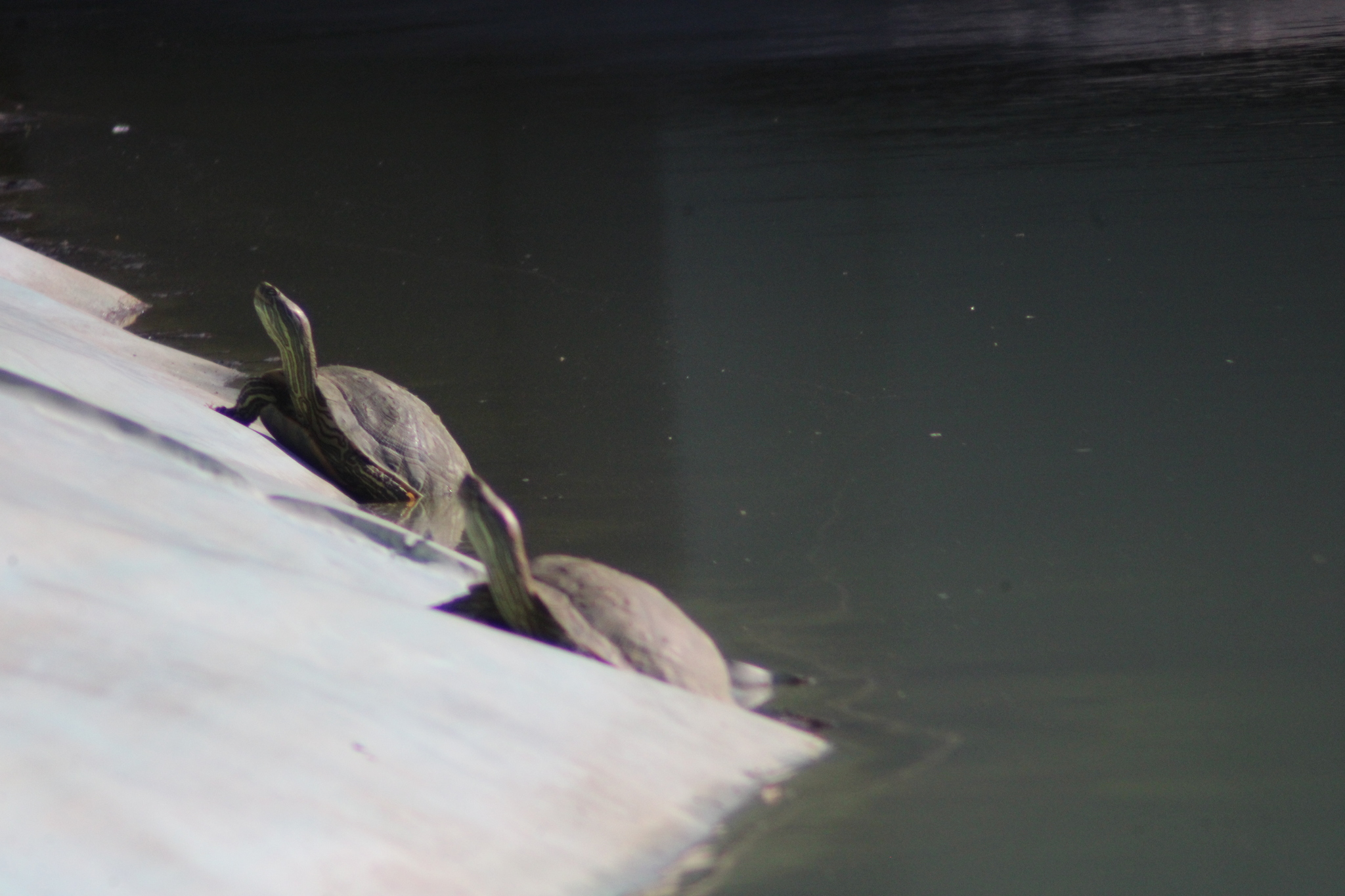 Trachemys gaigeae (Hartweg, 1939)