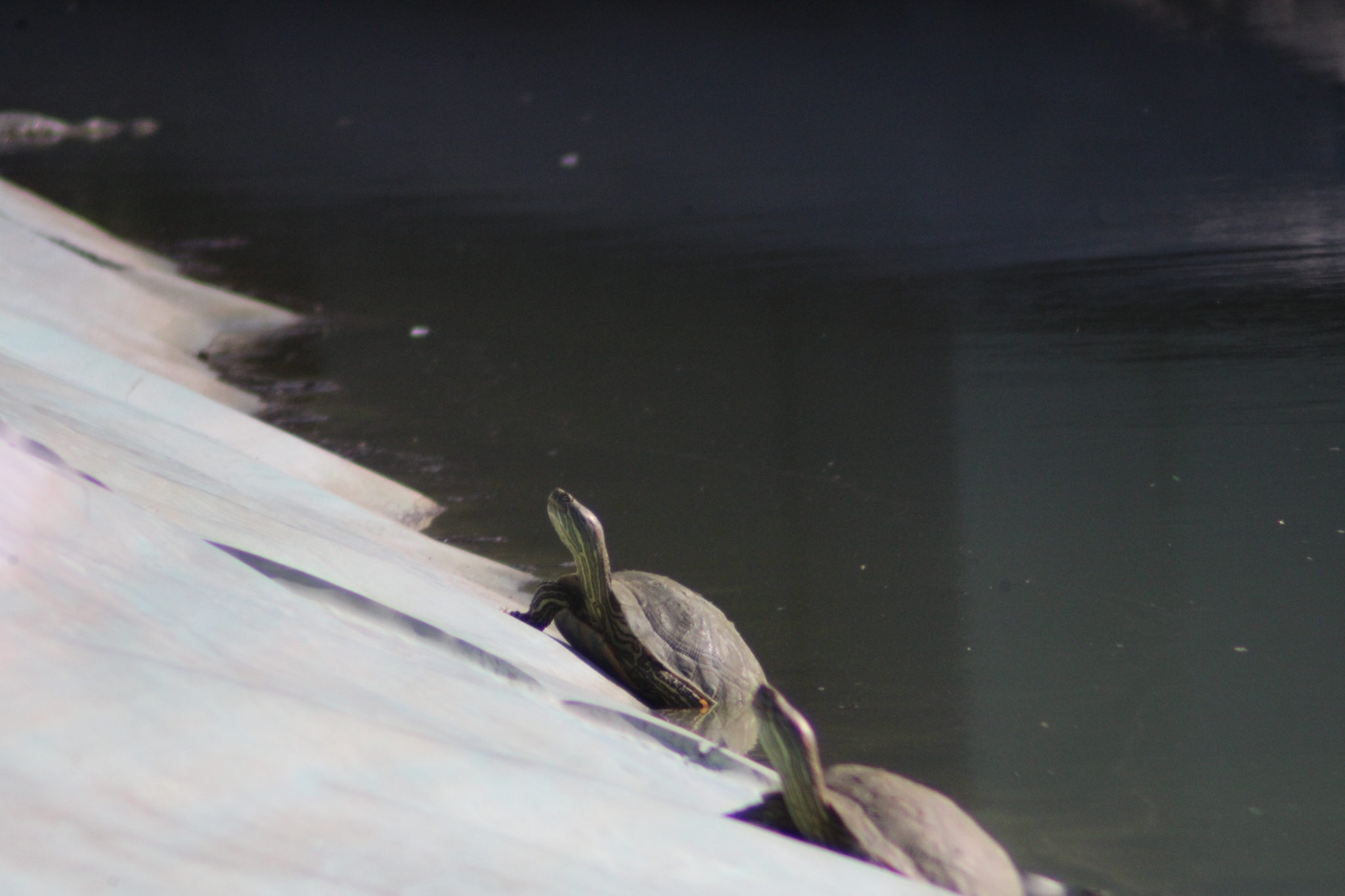 Trachemys gaigeae (Hartweg, 1939)