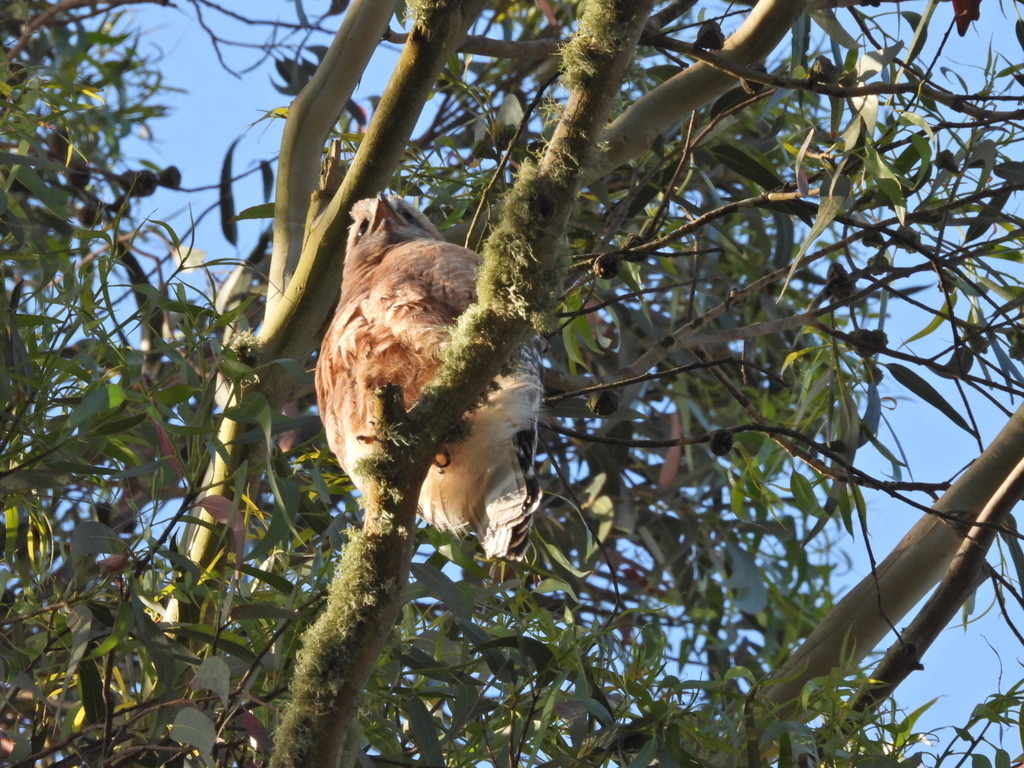 Red-shouldered Hawk from Golden Gate Park, San Francisco, CA, USA on ...