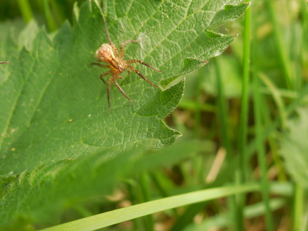 Marsh Wolf Spider from Vichuga, Ivanovo Oblast, Russia on May 21, 2023 ...