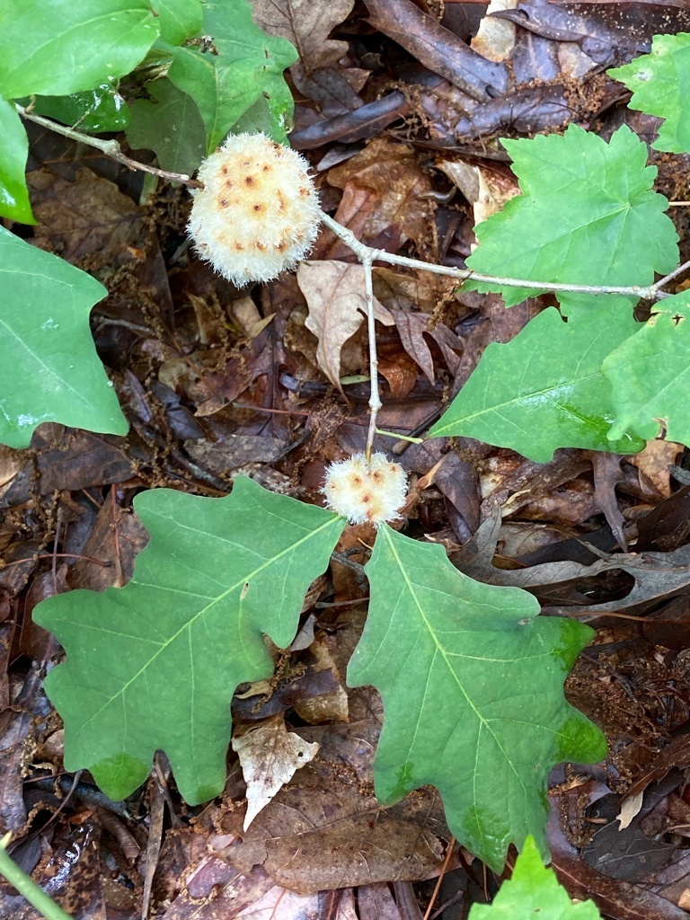 Wool Sower Gall Wasp from Mantua Township, NJ, USA on May 21, 2023 at ...