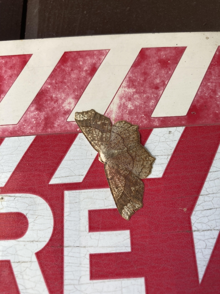 Oak Besma Moth from Potter Park Zoo on May 21, 2023 at 01:03 PM by ...