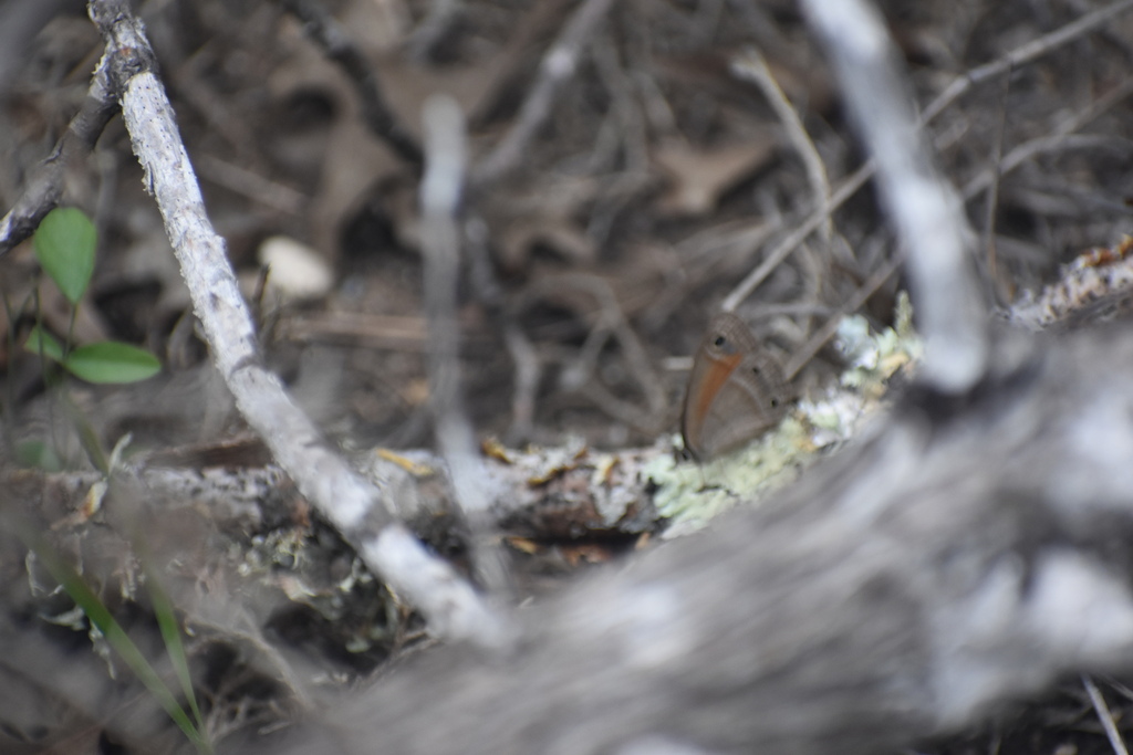 Red Satyr from Bandera County, TX, USA on May 19, 2023 at 09:42 AM by ...