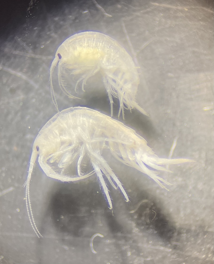 Gammarus tigrinus from Okeechobee, FL, US on January 24, 2023 at 09:52 ...