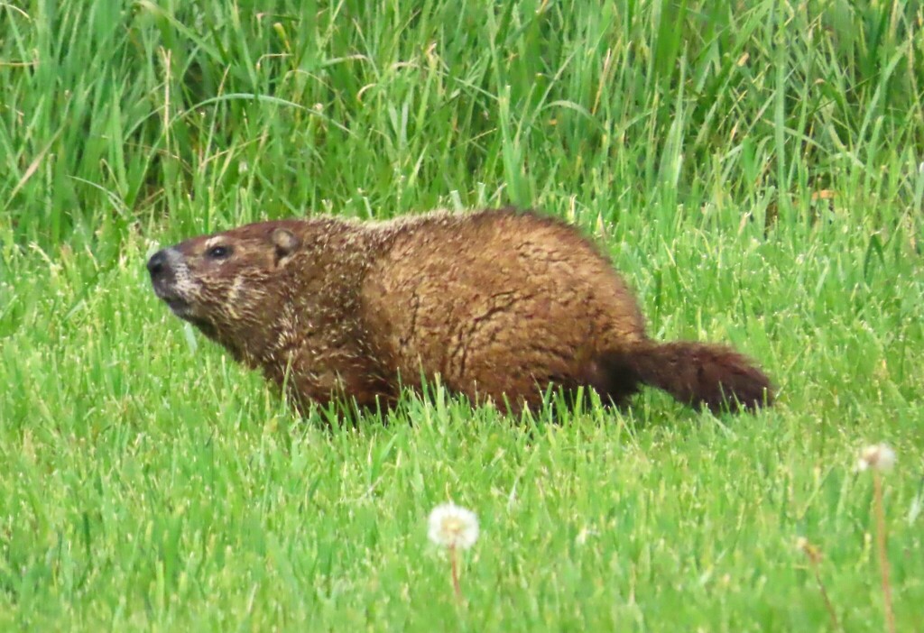 Groundhog from Blue Grass, VA 24413, USA on May 9, 2023 at 05:58 PM by ...