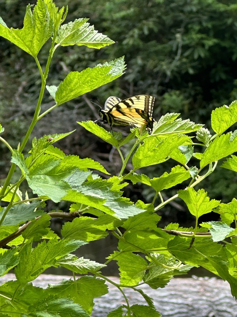 Eastern Tiger Swallowtail from Linville River, Newland, NC, US on May ...