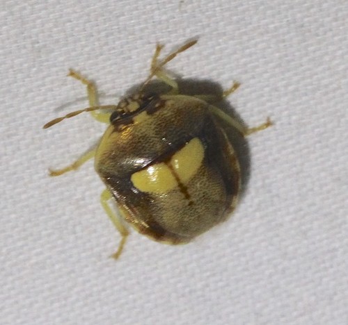 Genus Aspideurus · iNaturalist