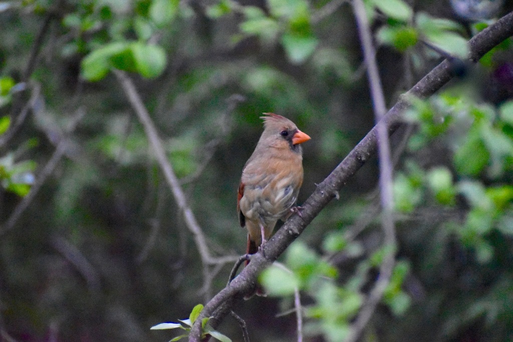 Northern Cardinal from Rosemère, QC, Canada on May 20, 2023 at 07:00 PM ...