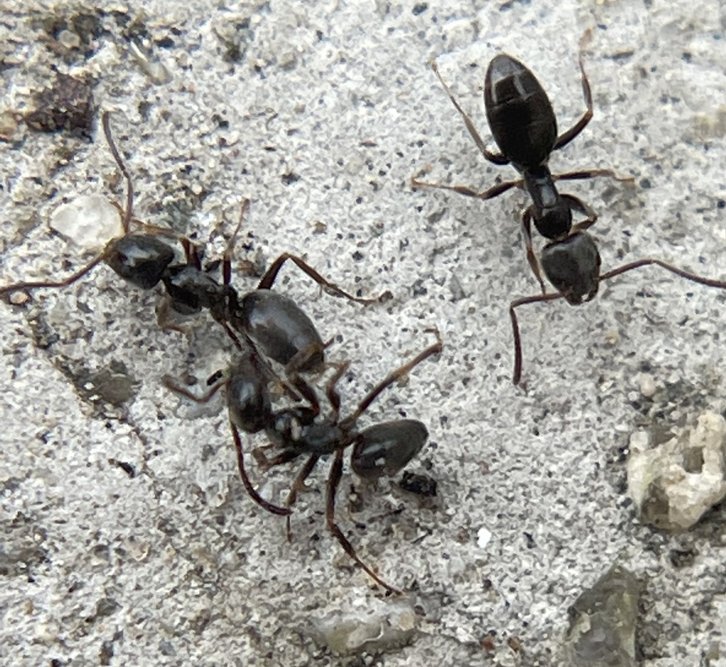Odorous House Ant in May 2023 by Kuoni W · iNaturalist
