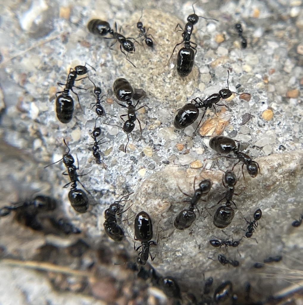 Ergatogyne Trailing Ant in May 2023 by Kuoni W. Strange behavior… a bunch of queens just ...