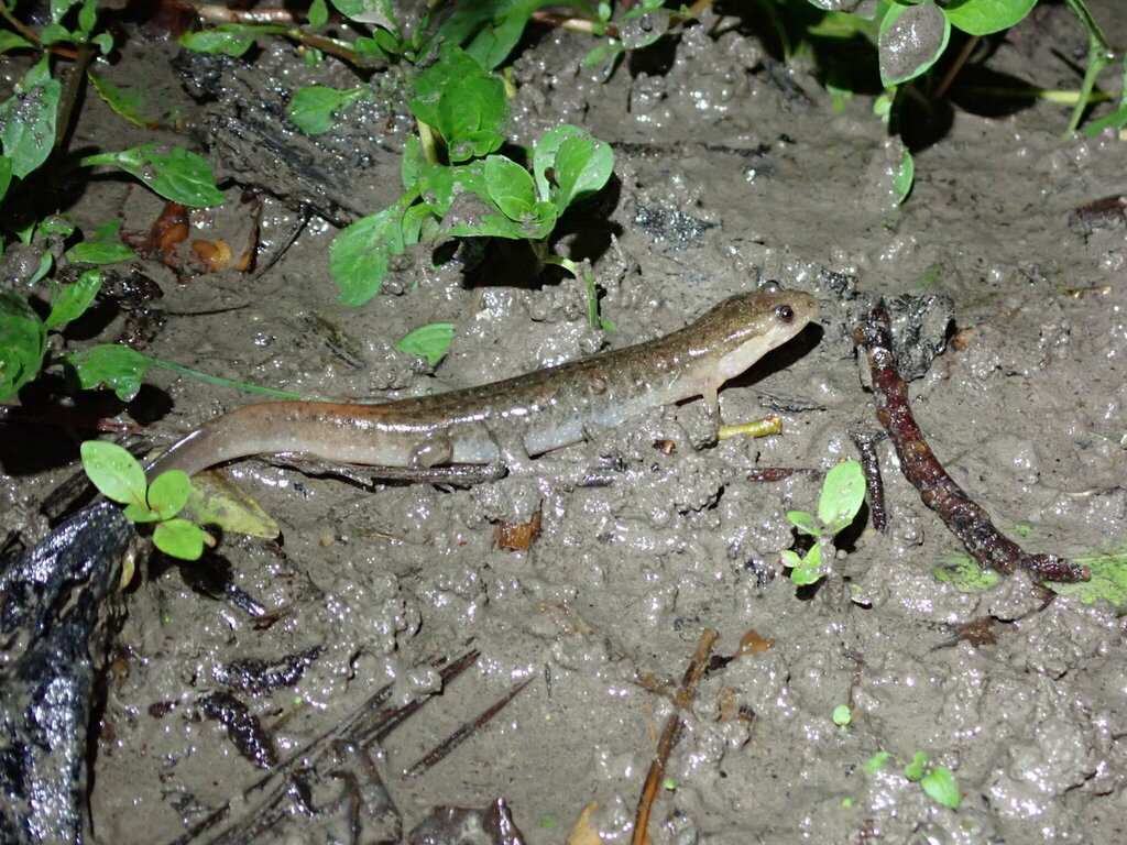 Wolf Dusky Salamander from Columbia, SC, USA on May 19, 2023 at 09:11 ...
