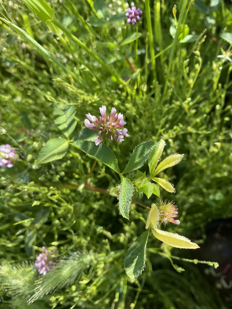 Pacific Grove Clover in May 2023 by Andrew Evans · iNaturalist