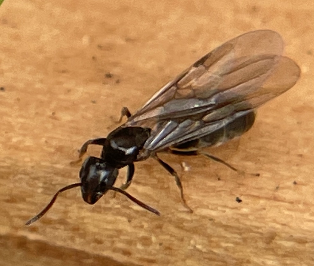 Odorous House Ant in May 2023 by Kuoni W · iNaturalist
