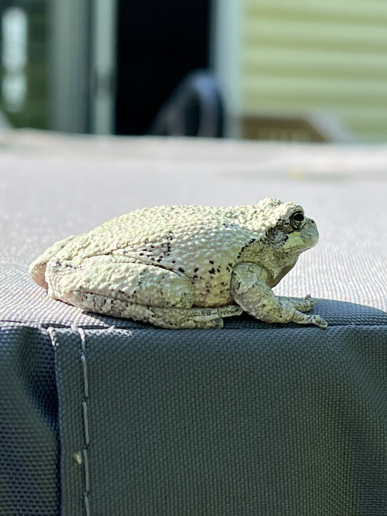 Gray Treefrog from Charles Town, WV, US on May 21, 2023 at 09:08 AM by ...