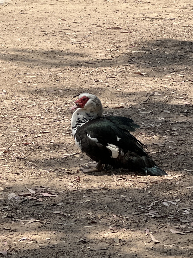 Domestic Muscovy Duck from Laguna Lake, Fullerton, CA, US on May 21 ...