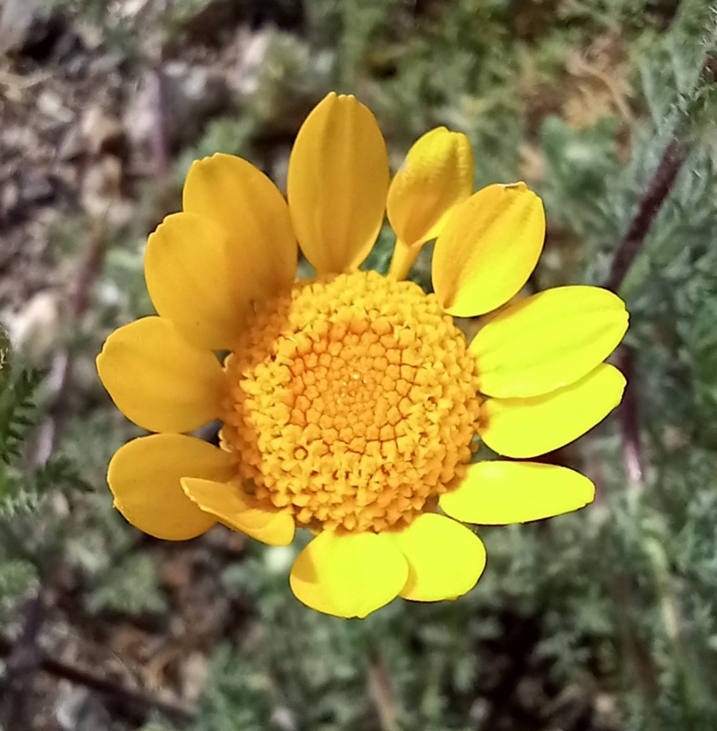 Anacyclus radiatus from Fontelas, Loures, Lisboa on May 20, 2023 at 10:10 AM by Maria Emília ...