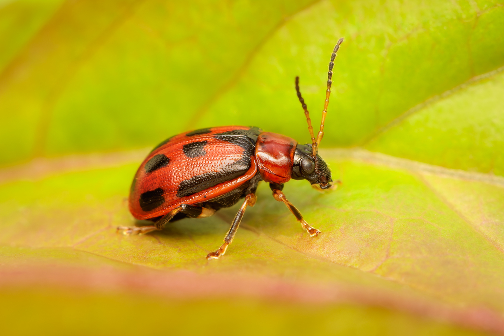Bean Leaf Beetle from Sainte-Thérèse, QC, Canada on May 21, 2023 at 11: ...