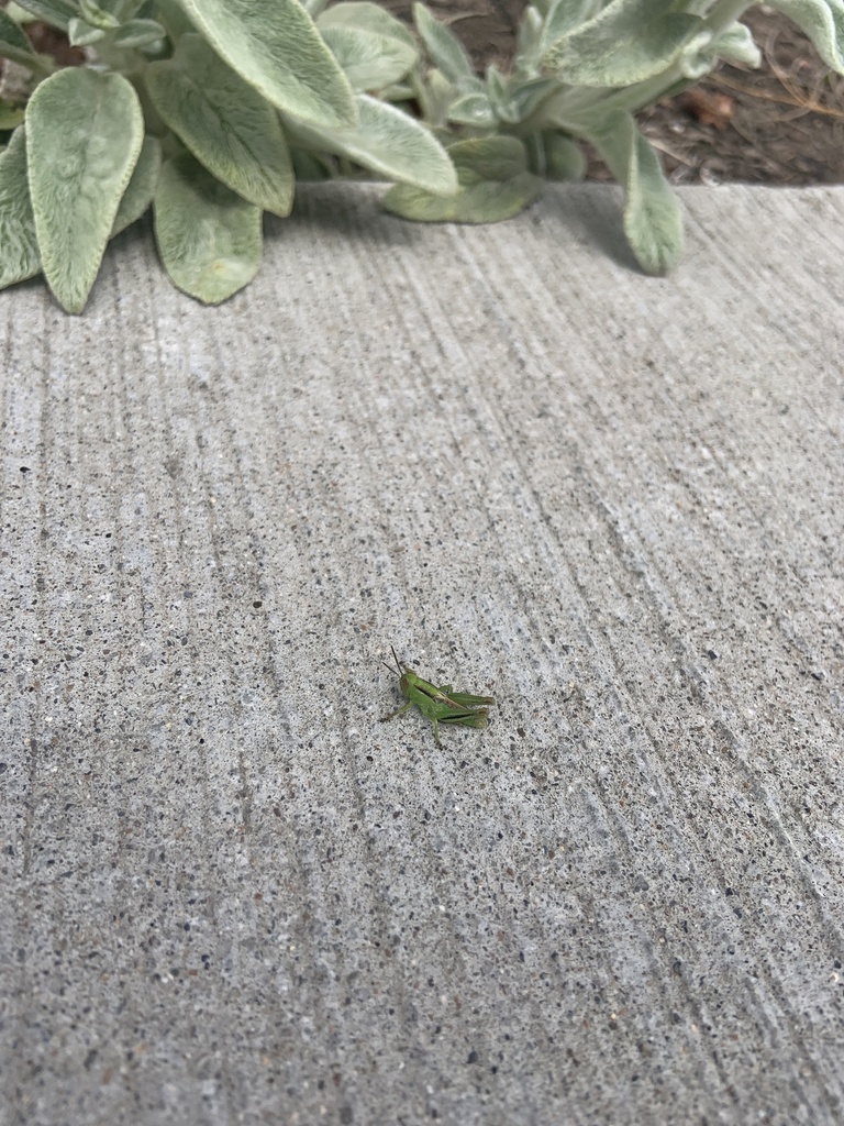 Short-horned Grasshoppers from Gonzaga University, Spokane, WA, US on ...