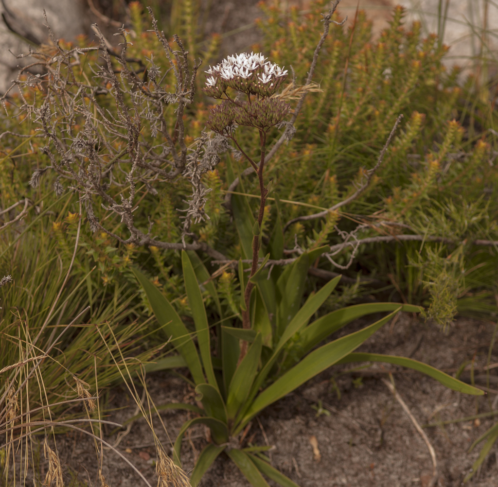 Veined Plampers (Corymbium enerve) - Botanical Realm