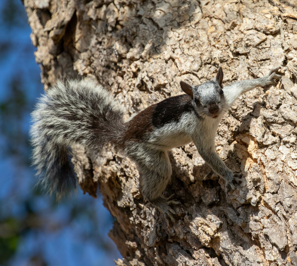 Variegated Squirrel from Guanacaste Province, Costa Rica on May 14 ...