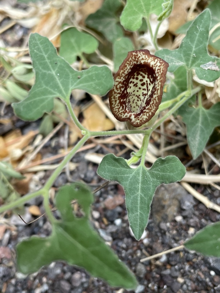 Aristolochia coryi from Presidio County, TX, USA on May 15, 2023 at 11: ...