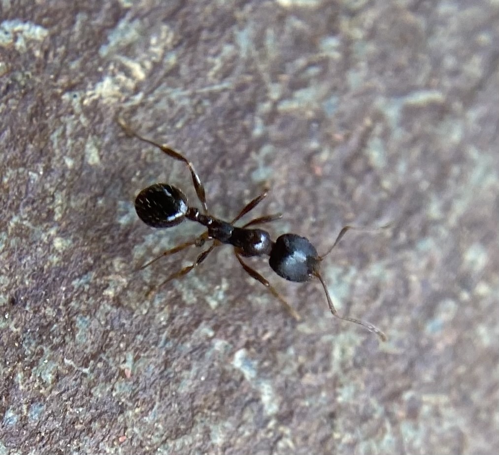 Western Collared Ant from Grove Ln, San Anselmo, CA, US on May 21, 2023 ...