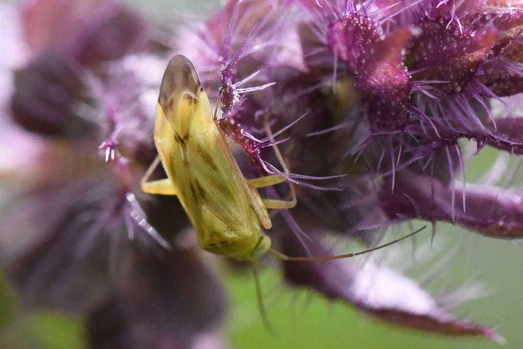 Broken-backed Bug from Colchester, Gqeberha, South Africa on April 18 ...