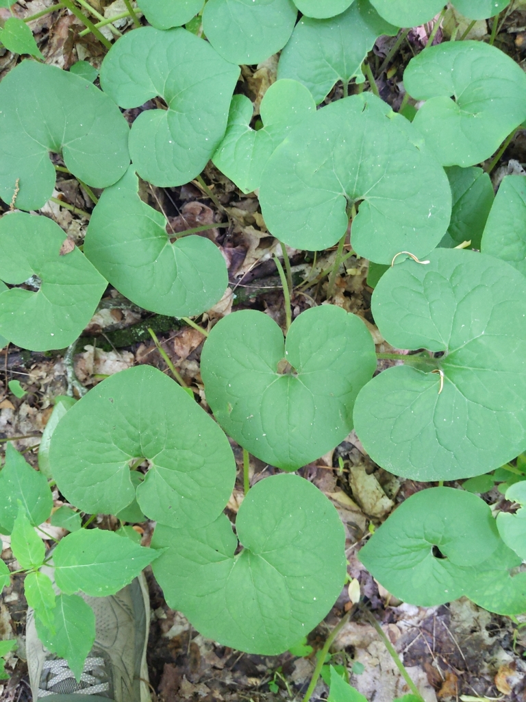 Canadian wild ginger from Millfield, OH 45761, USA on May 21, 2023 at ...