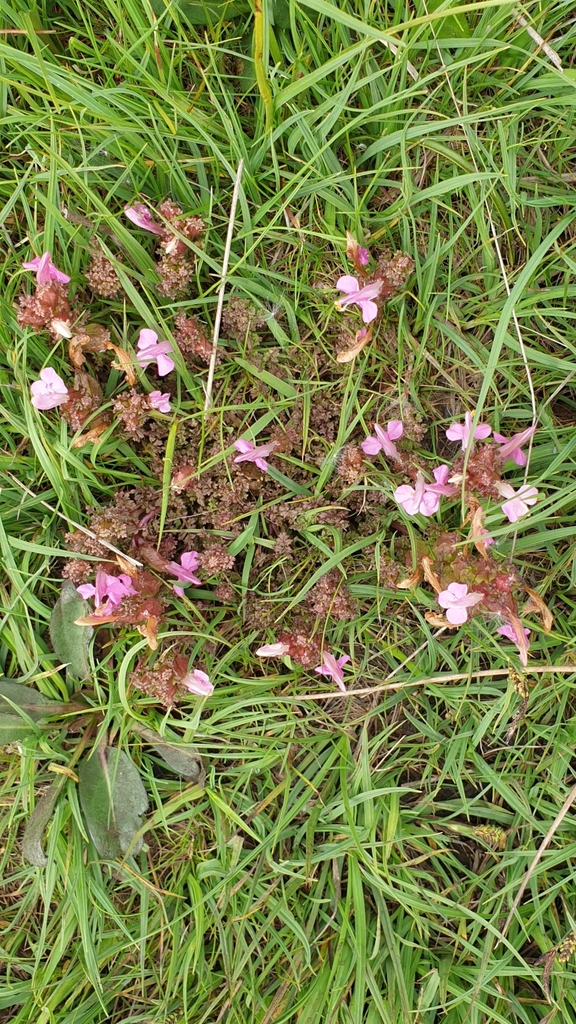 Common Lousewort from South Lopham, Diss IP22 2JN, UK on May 21, 2023 ...