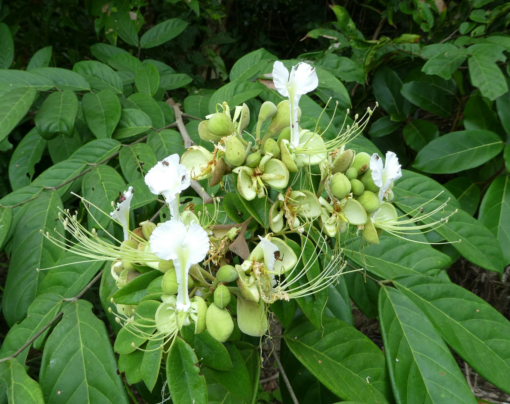 Berlinia Sol. ex Hook.f. & Benth.