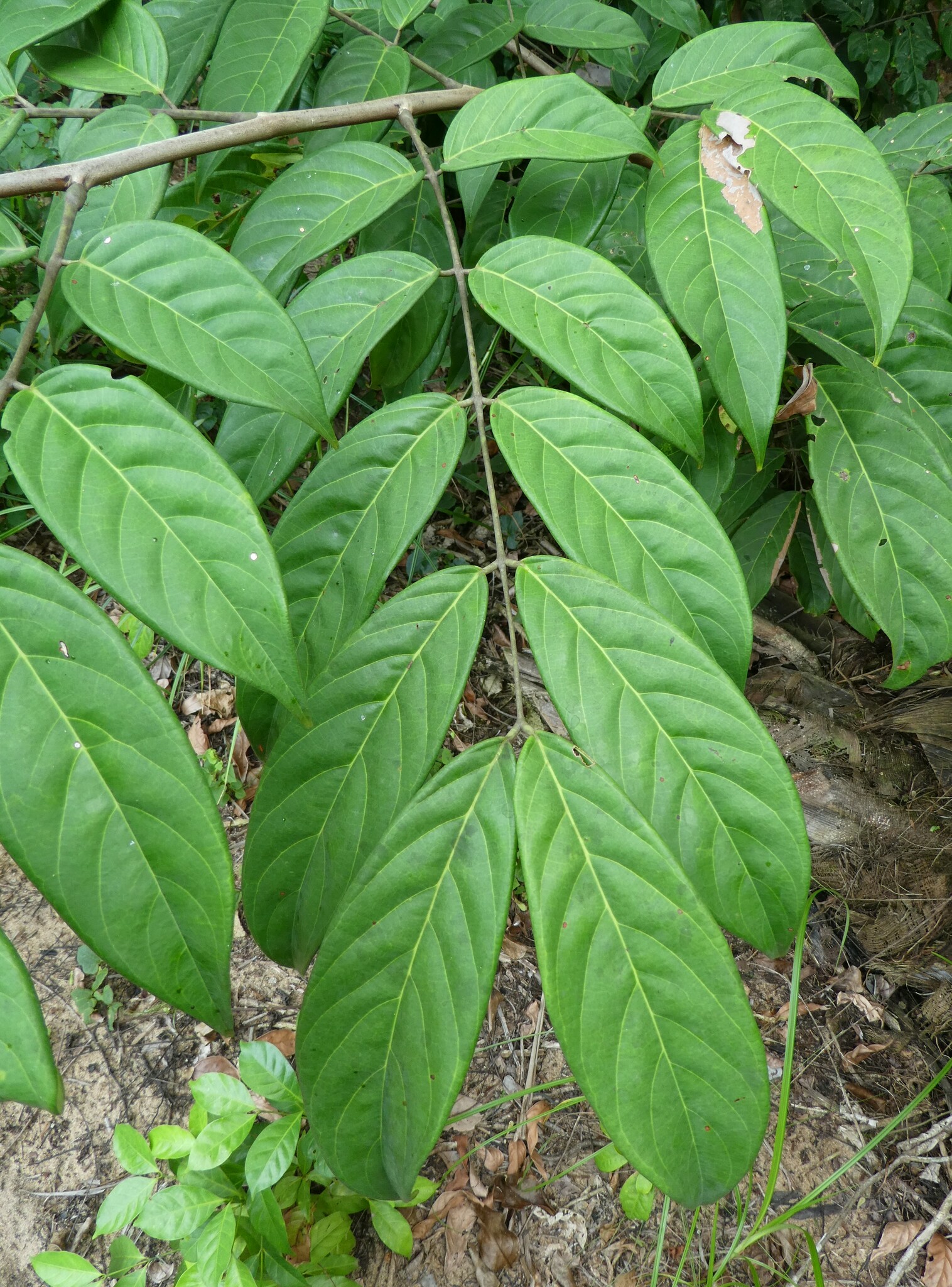 Berlinia Sol. ex Hook.f. & Benth.