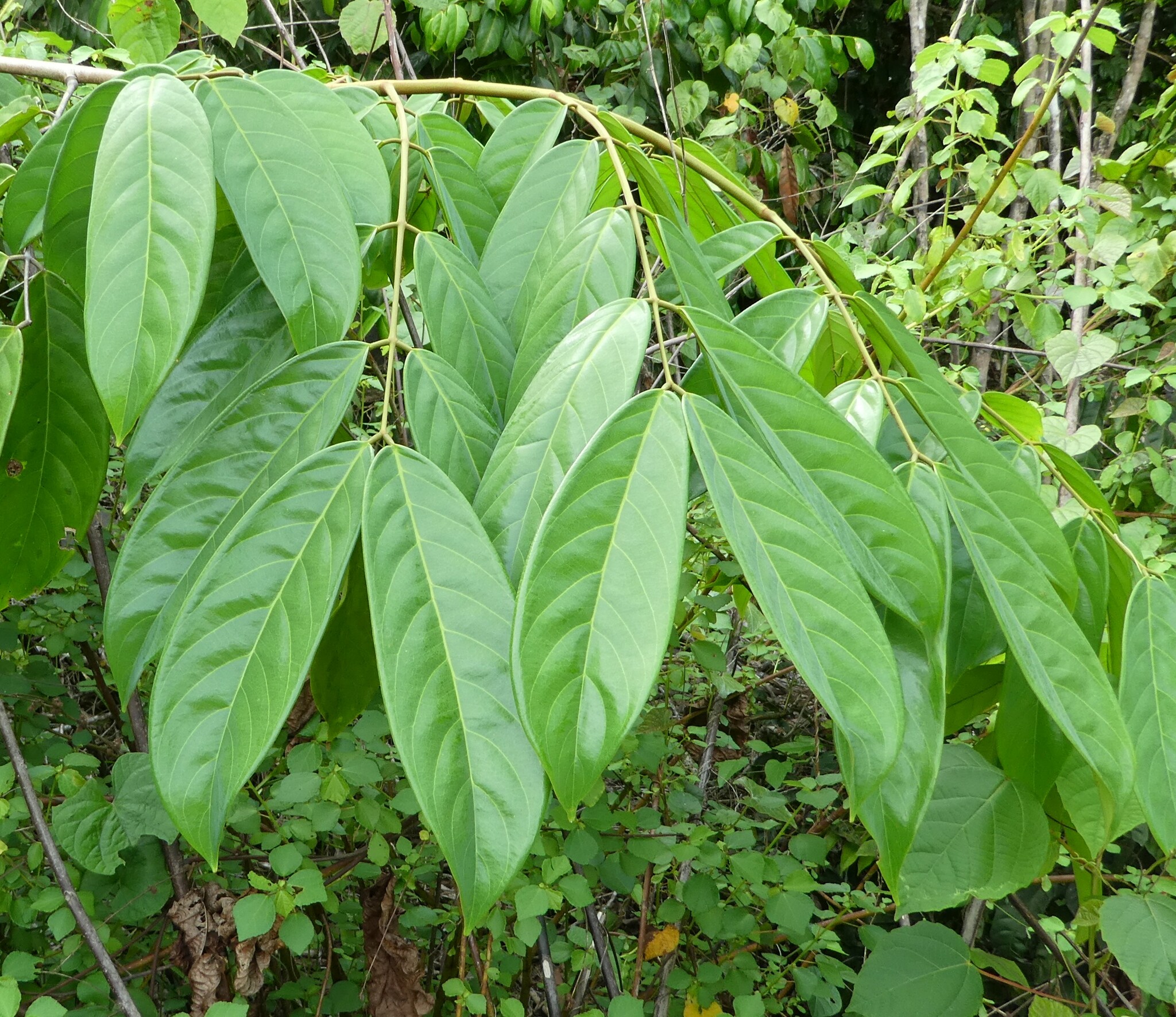 Berlinia Sol. ex Hook.f. & Benth.