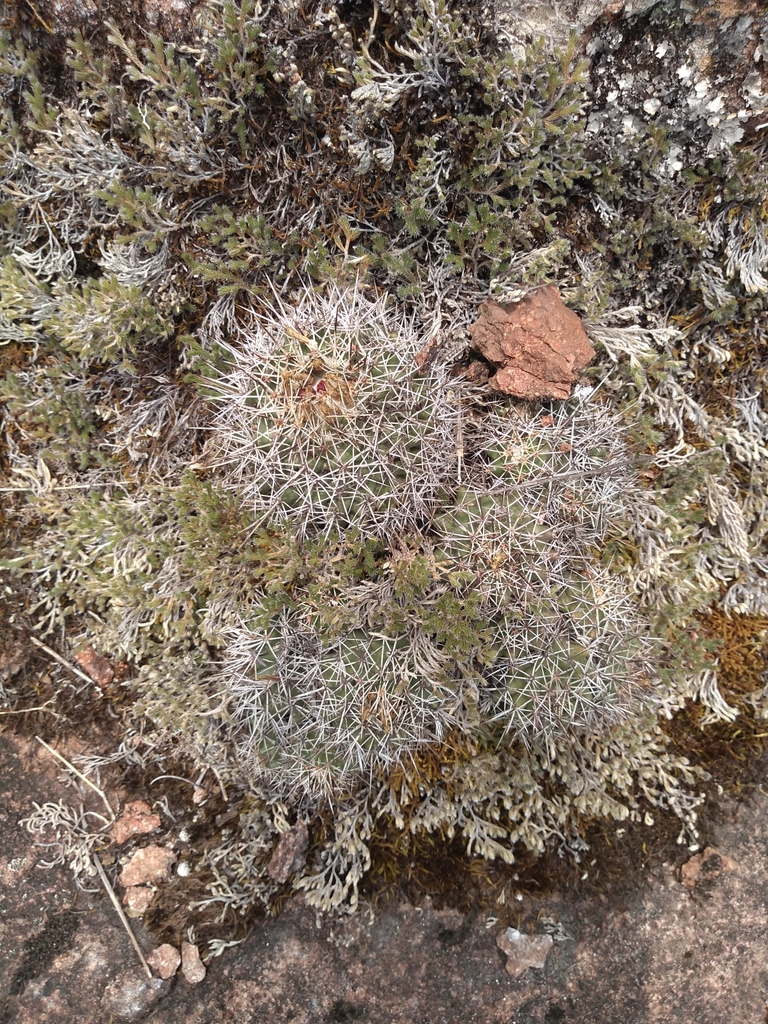 Coryphantha clavata clavata from Xichú, MX-GJ, MX on May 20, 2023 at 11 ...