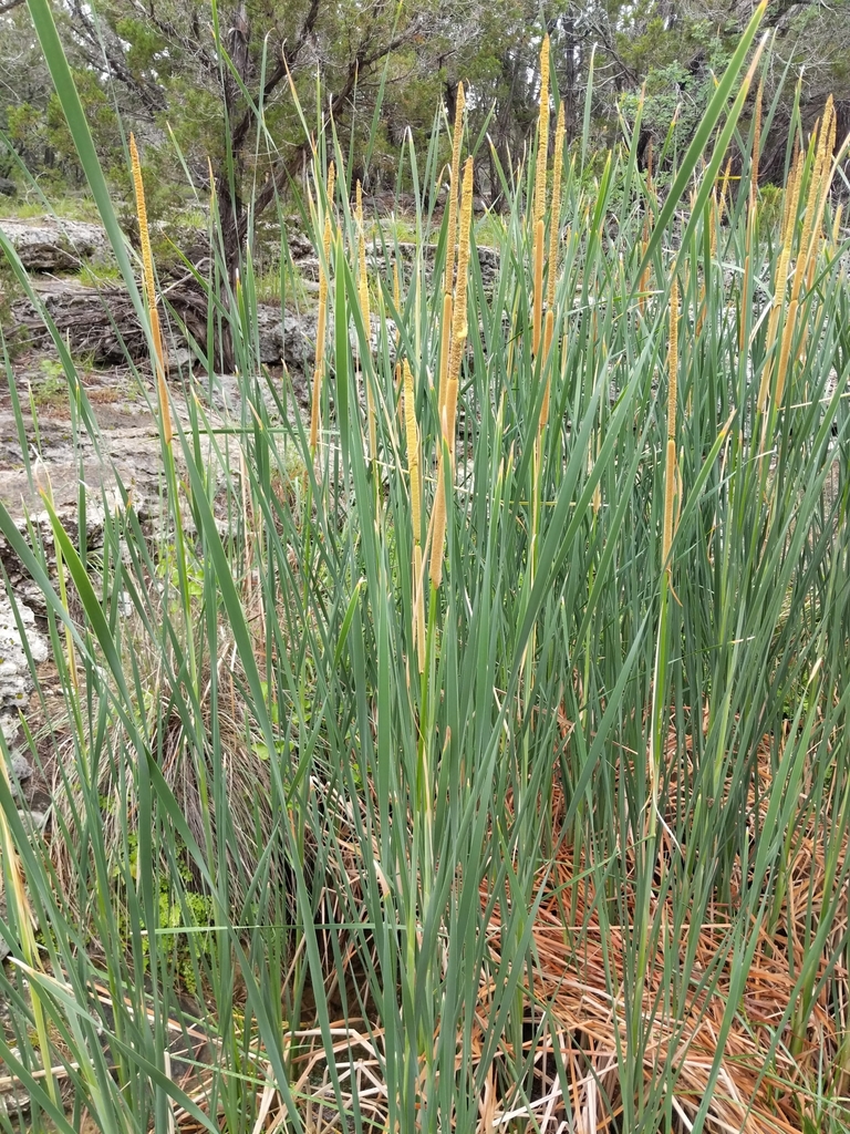 Cattails from Blanco County, US-TX, US on May 21, 2023 at 10:57 AM by ...