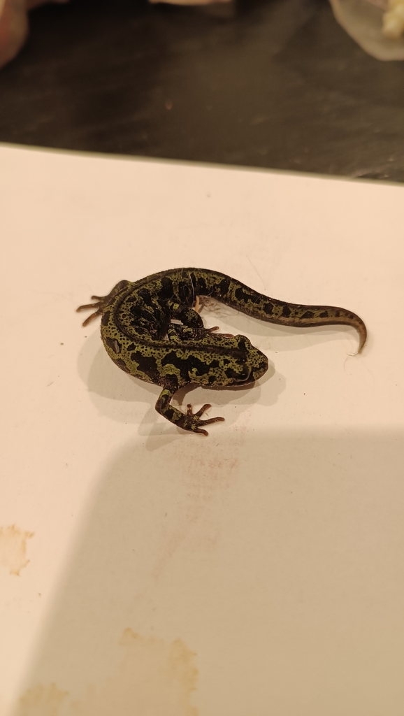 Pygmy Marbled Newt in January 2023 by Sobral dos Melros · iNaturalist