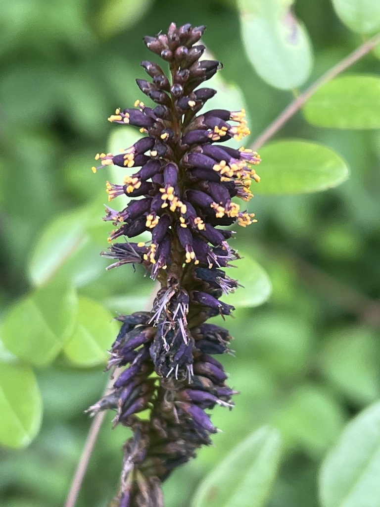 Shining False Indigo from Bibb County, US-AL, US on May 19, 2023 at 02: ...