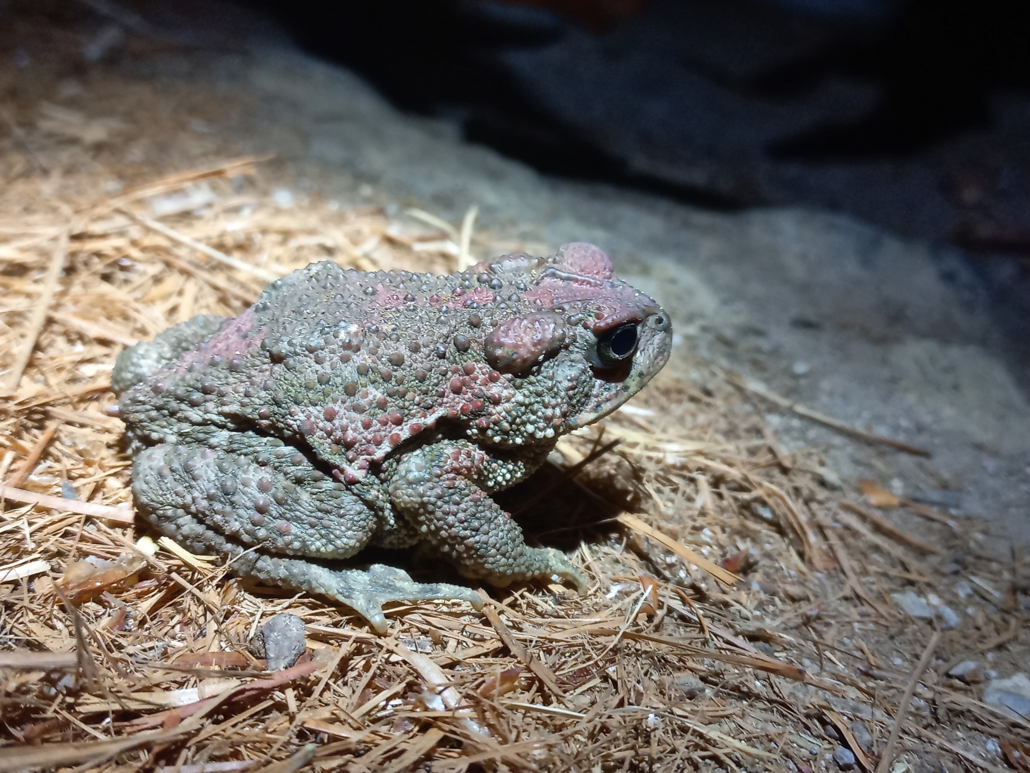 Incilius occidentalis (Camerano, 1879)