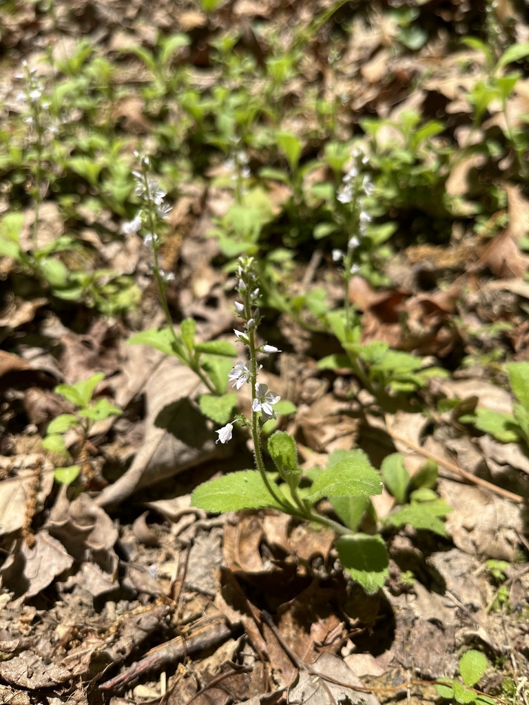 heath speedwell from George Washington & Jefferson National Forests ...