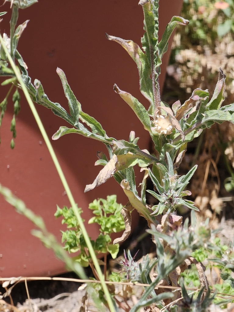 Maltese star-thistle from Tierrasanta, San Diego, CA 92124, USA on May ...