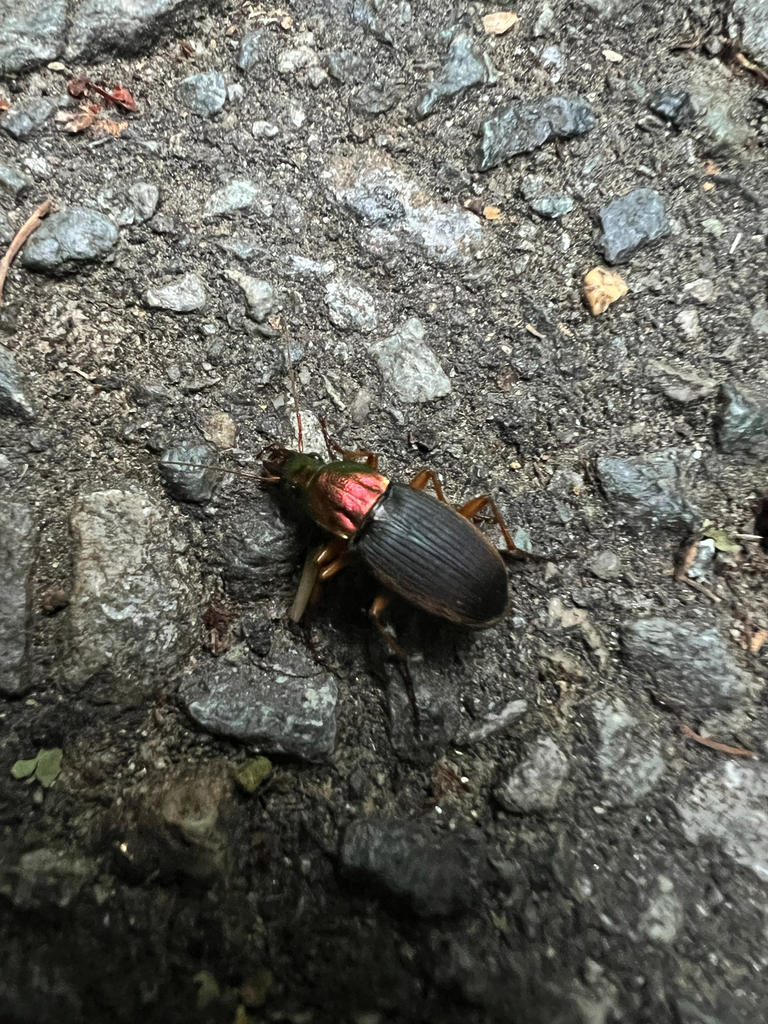 Emarginate Chlaenius from Rockville on May 20, 2023 at 06:51 PM by ...