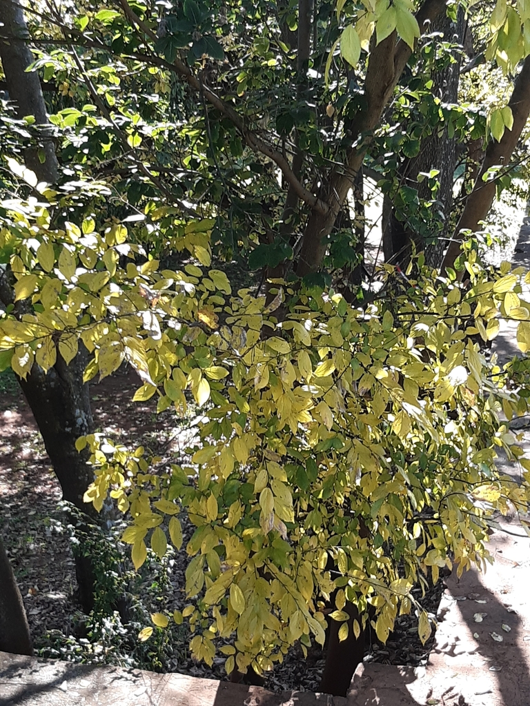 Chinese Hackberry from Waterval 211-Iq, Johannesburg, South Africa on ...