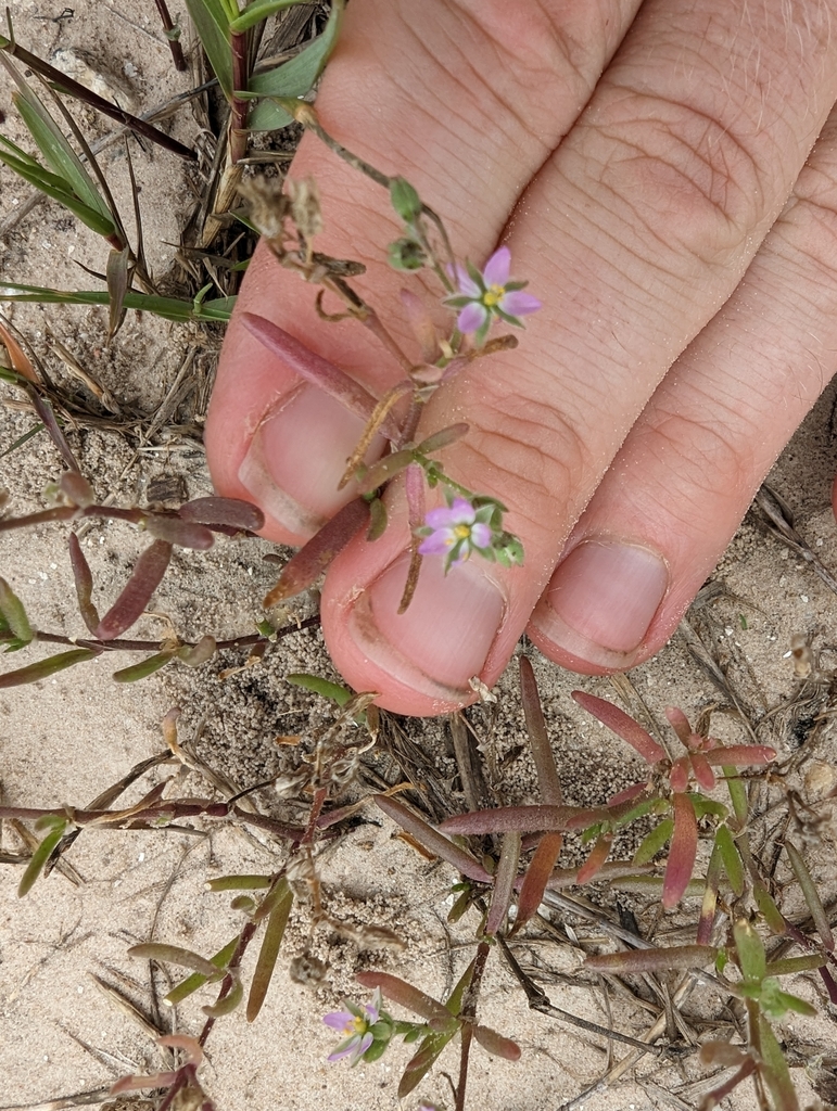 Saltmarsh Sand Spurry in May 2023 by Cleveland Powell · iNaturalist