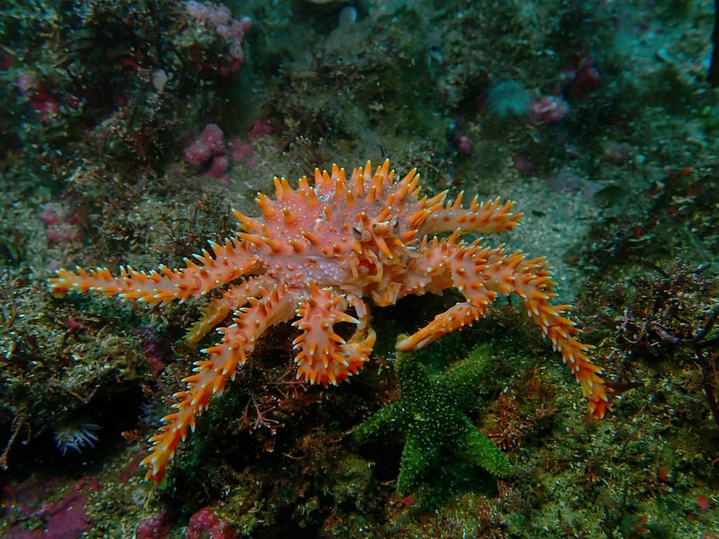 Southern King Crab from RN3, Santa Cruz, Argentina on May 21, 2023 at ...
