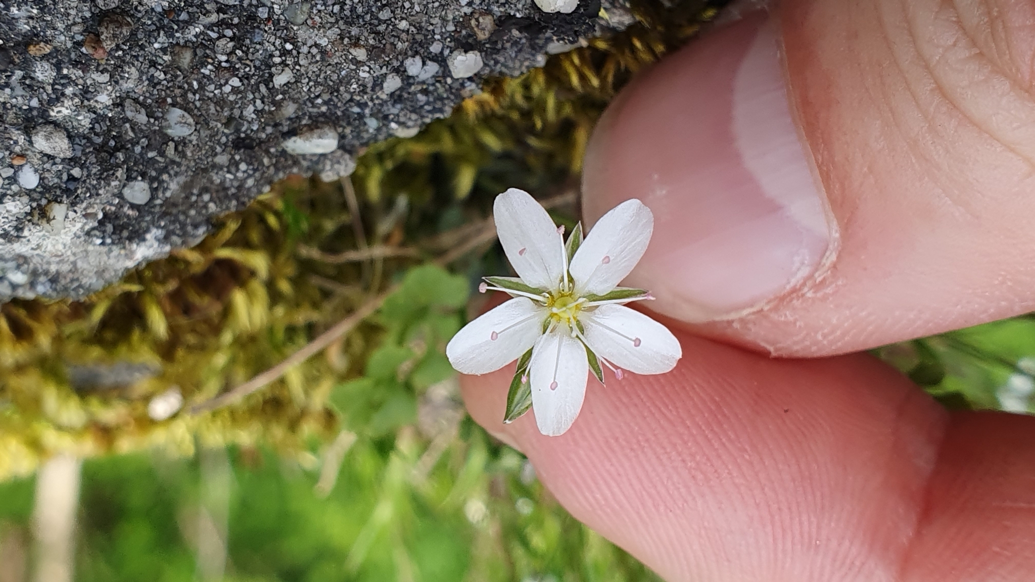 Minuartia setacea (Thuill.) Hayek