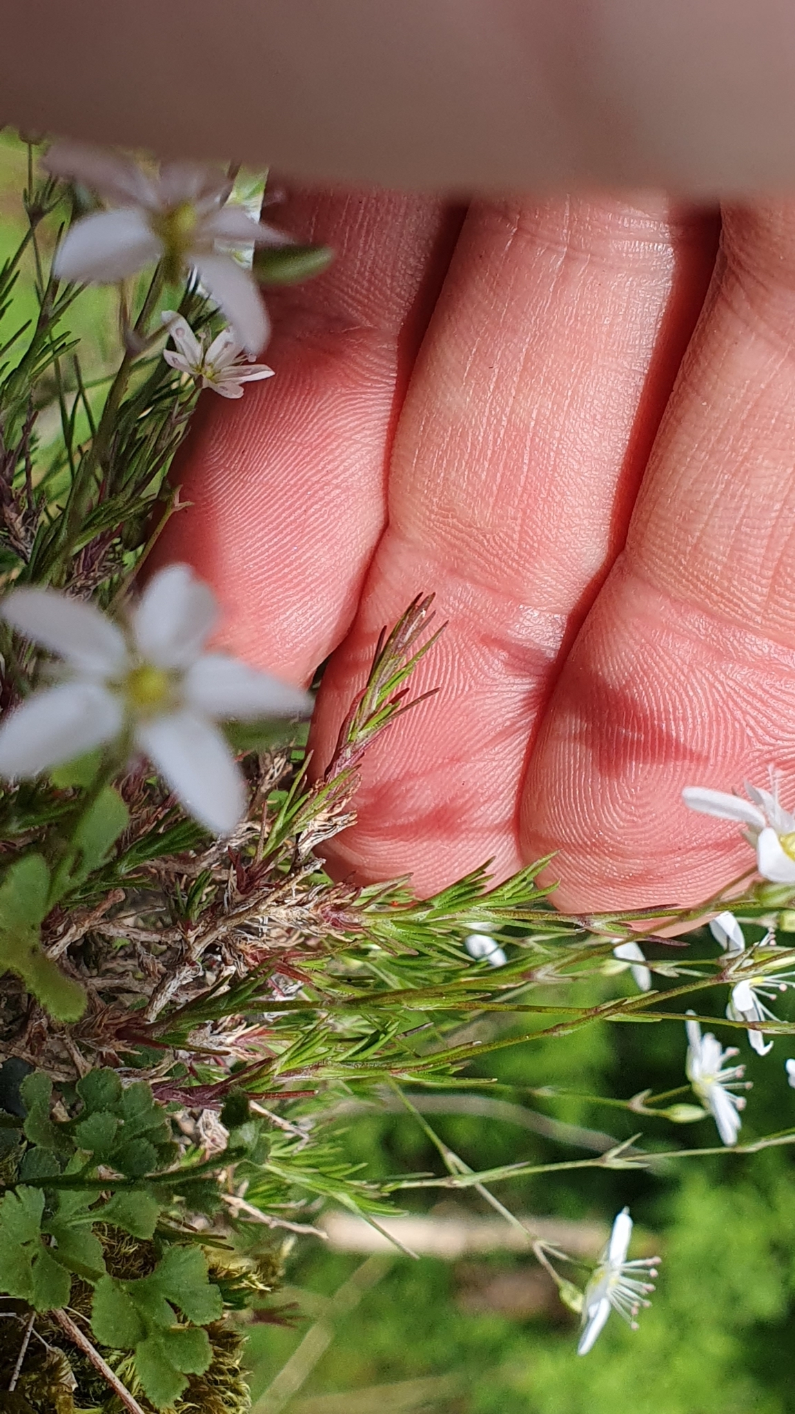 Minuartia setacea (Thuill.) Hayek